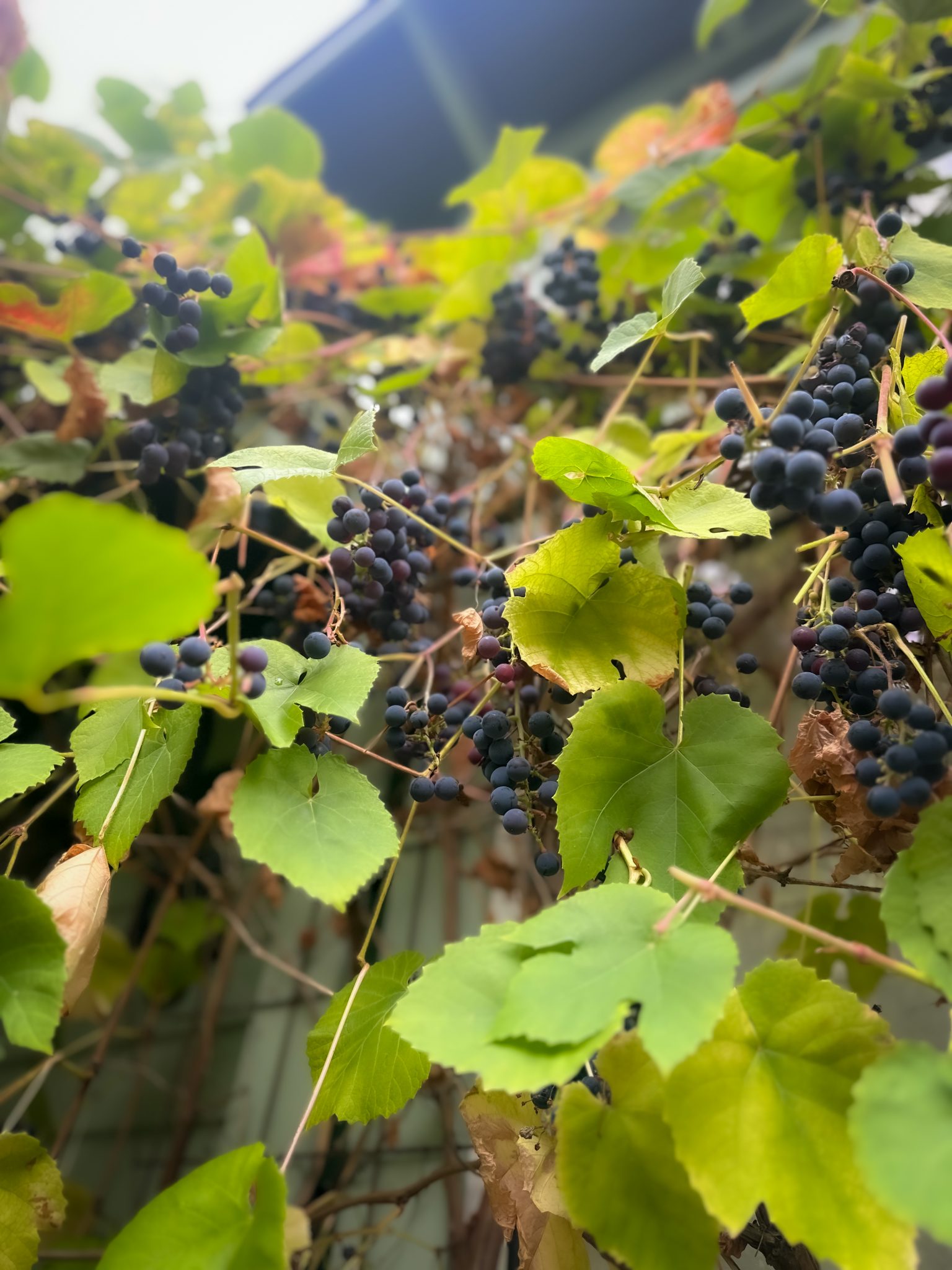 Odla Vindruvor - Recept På Saft Från Vindruvor I Trädgården!