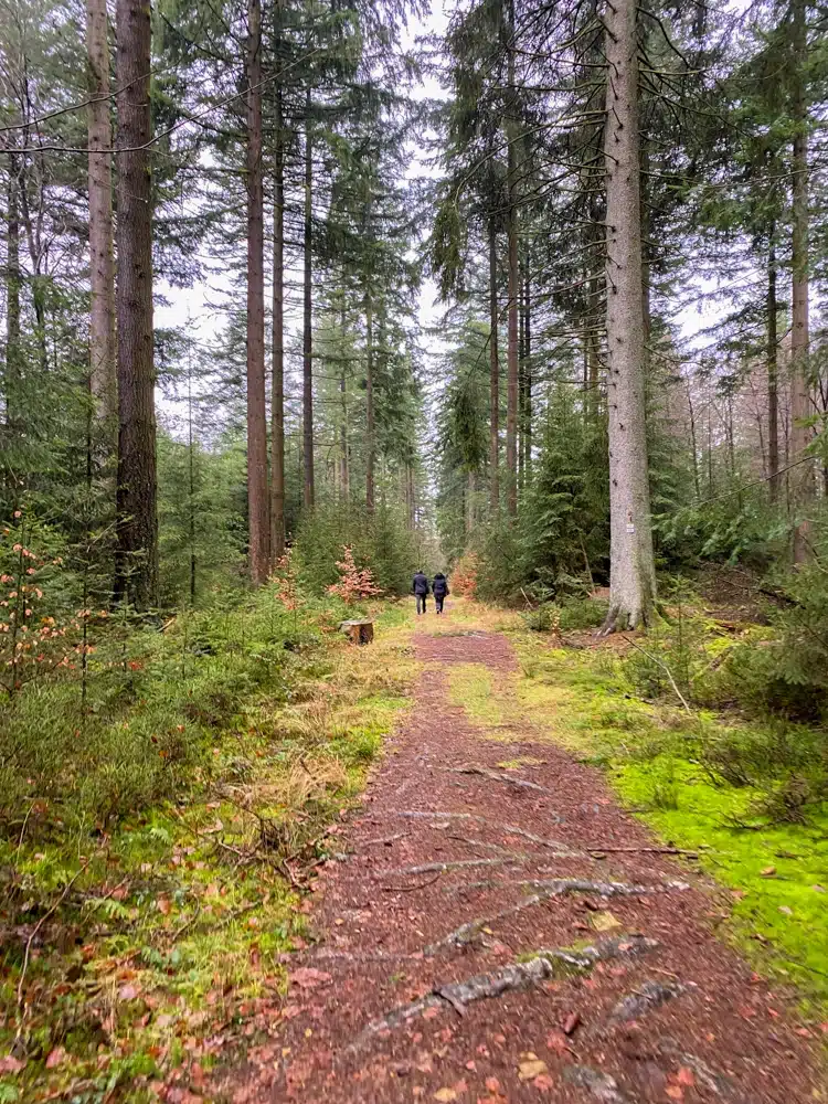 Magische wandelingen in Vielsalm. Ontdek 5 So Bêchefa-routes - GunDisCover