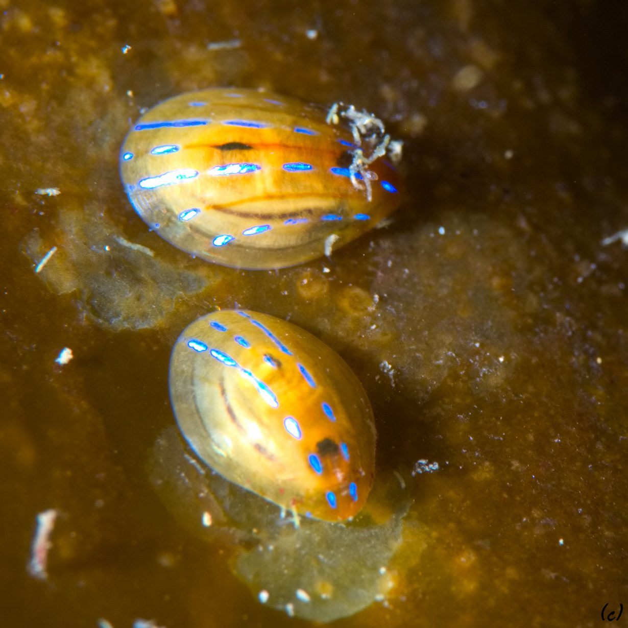 Marine Life - Gun Rocks: History and Dive Trail
