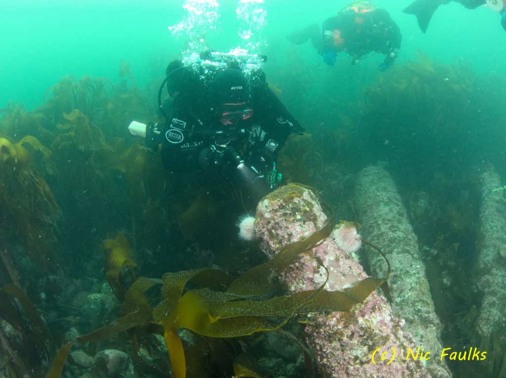 The dive trail is open! - Gun Rocks: History and Dive Trail