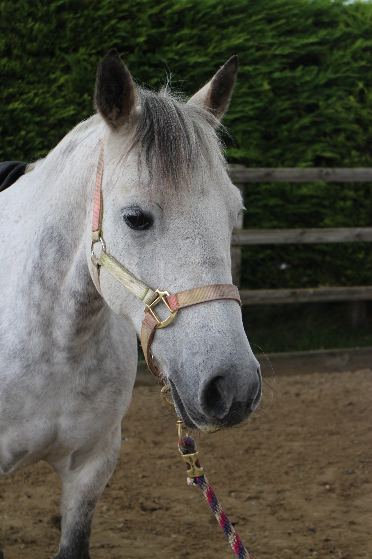 Meet the Team – Happy Valley Equestrian Centre