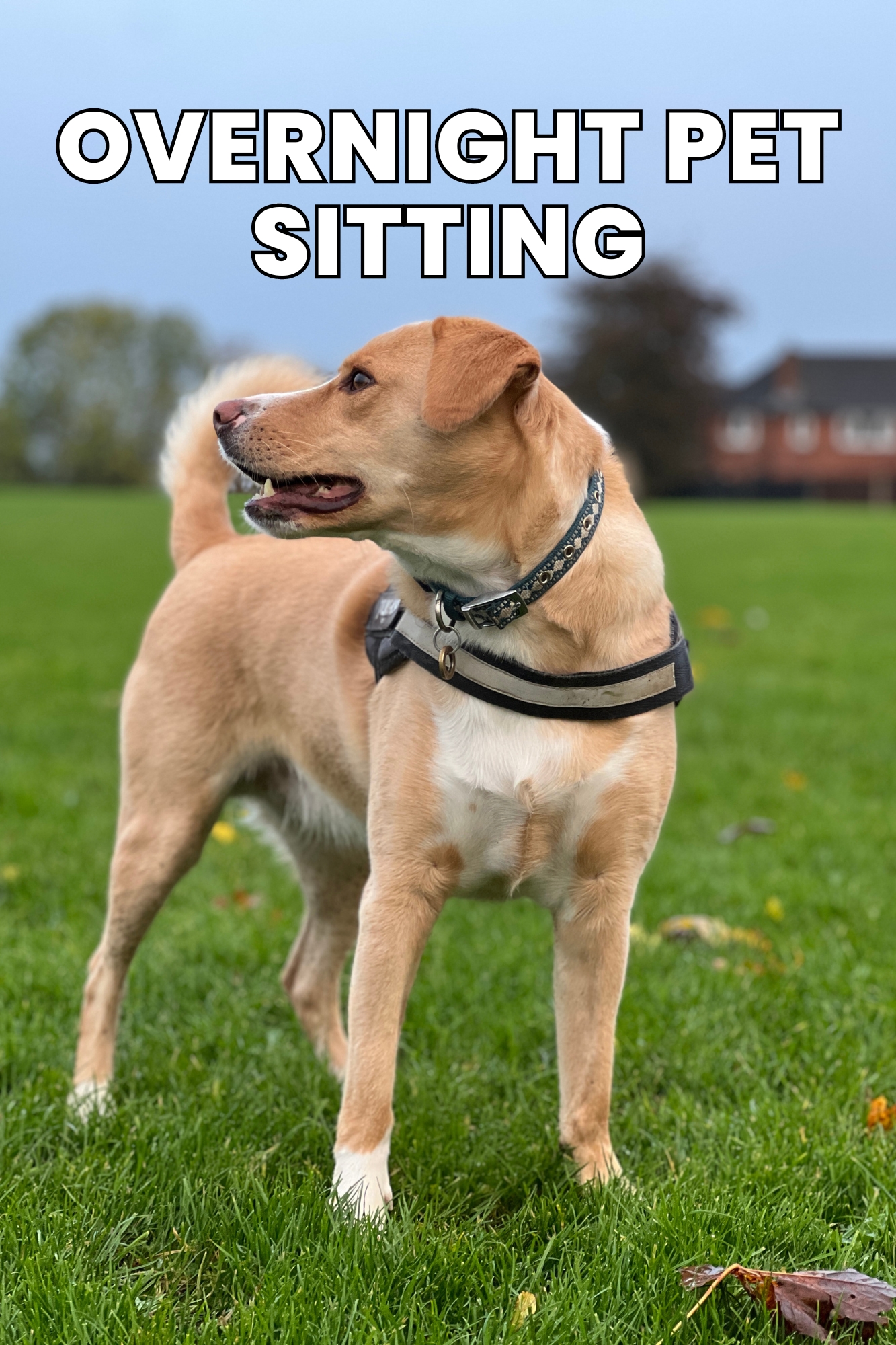 Home - Happy Waggers & Sleepy Whiskers