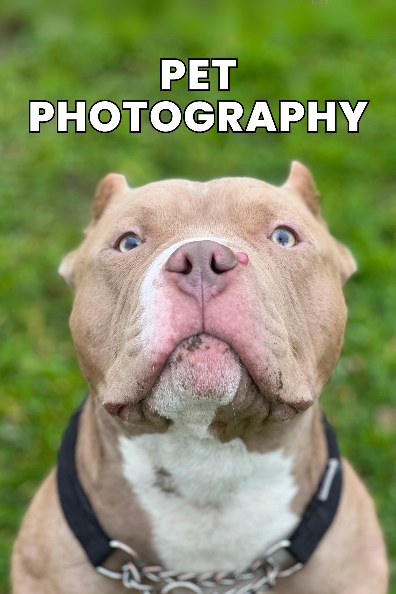 Home - Happy Waggers & Sleepy Whiskers