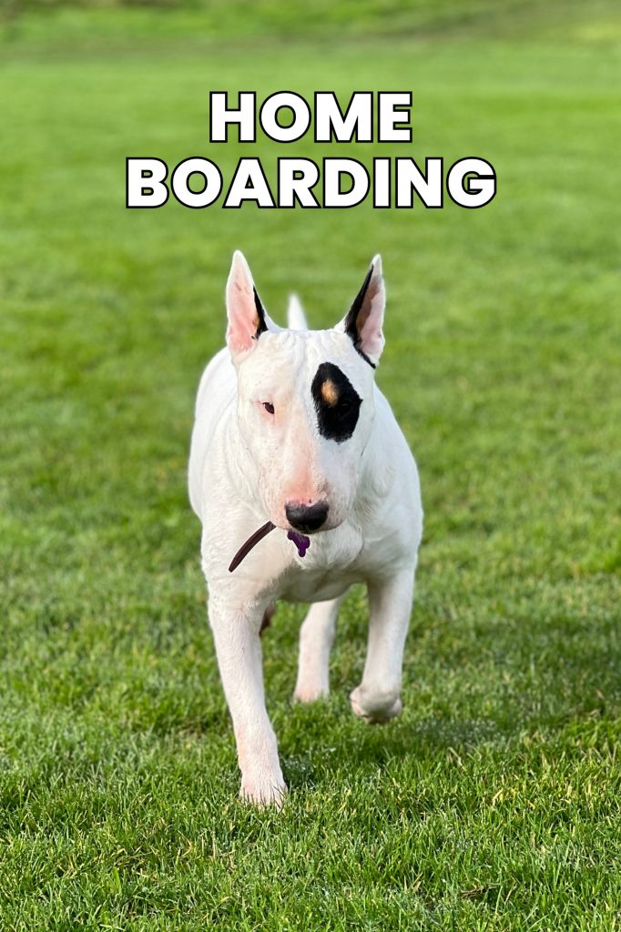 Home - Happy Waggers & Sleepy Whiskers