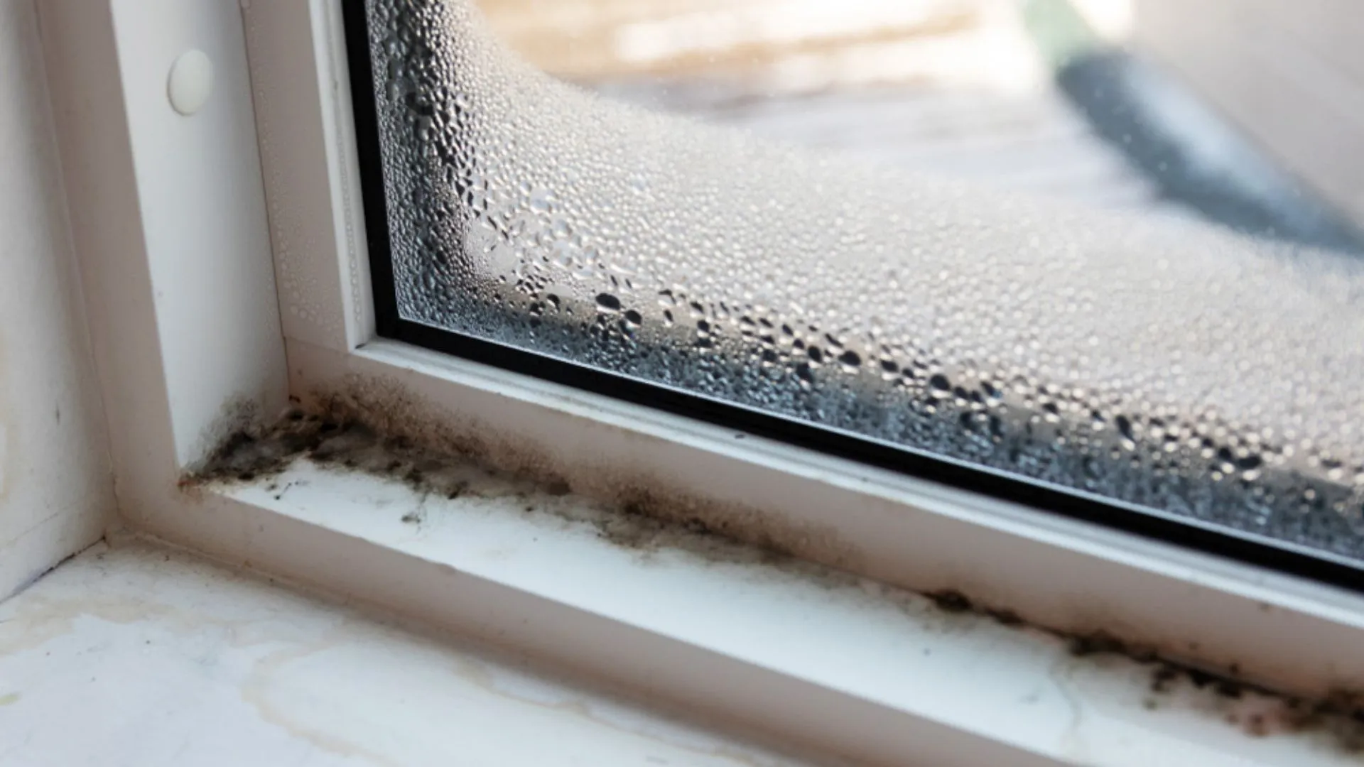 Mugg i vinduskarmen? Denne 6-trinns guiden vil hjelpe!
