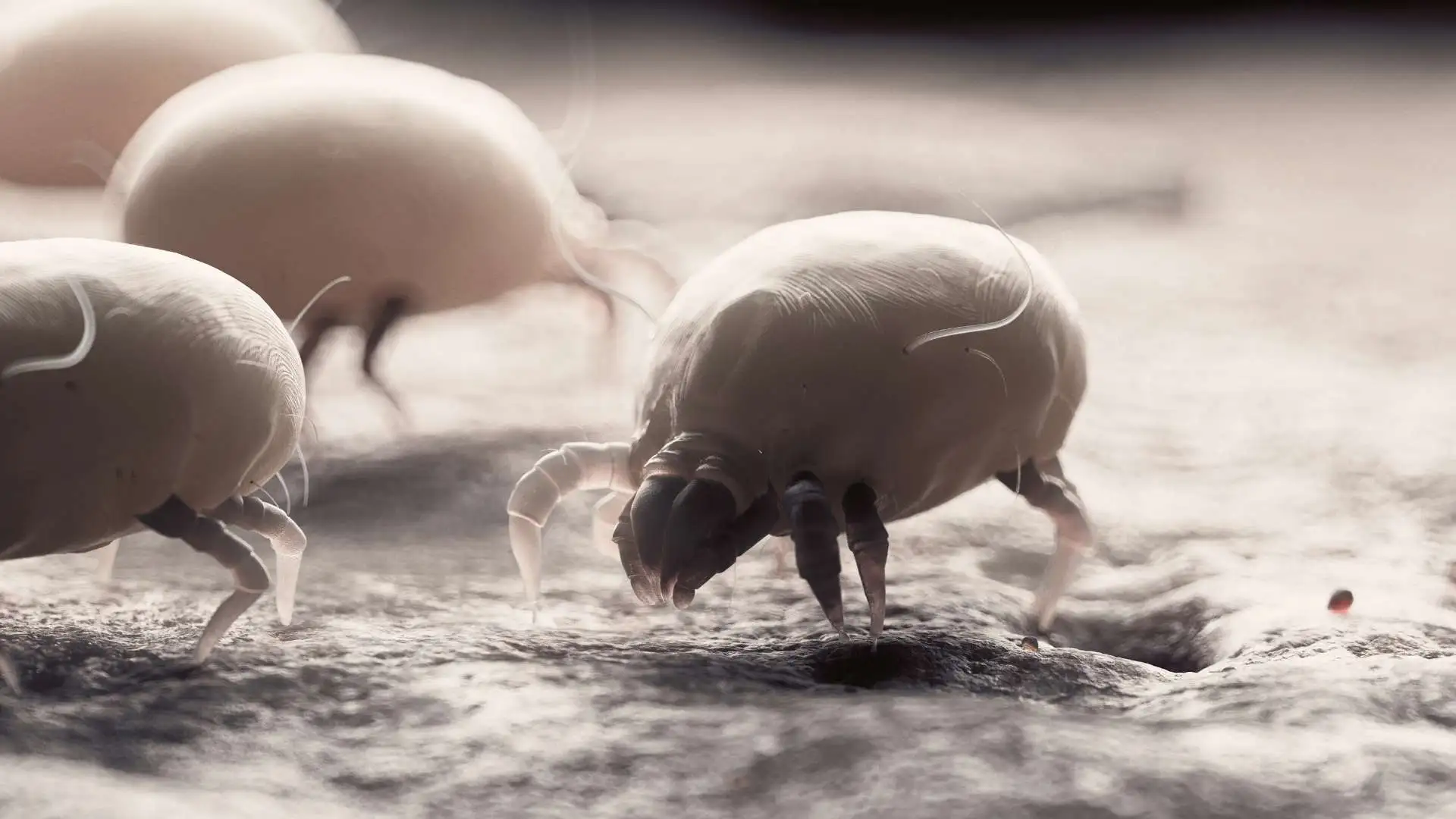 Midd allergi – en komplett guide (2023) - Haus & Luft