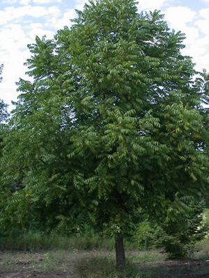 Westchester Large Trees – Healthy Yards