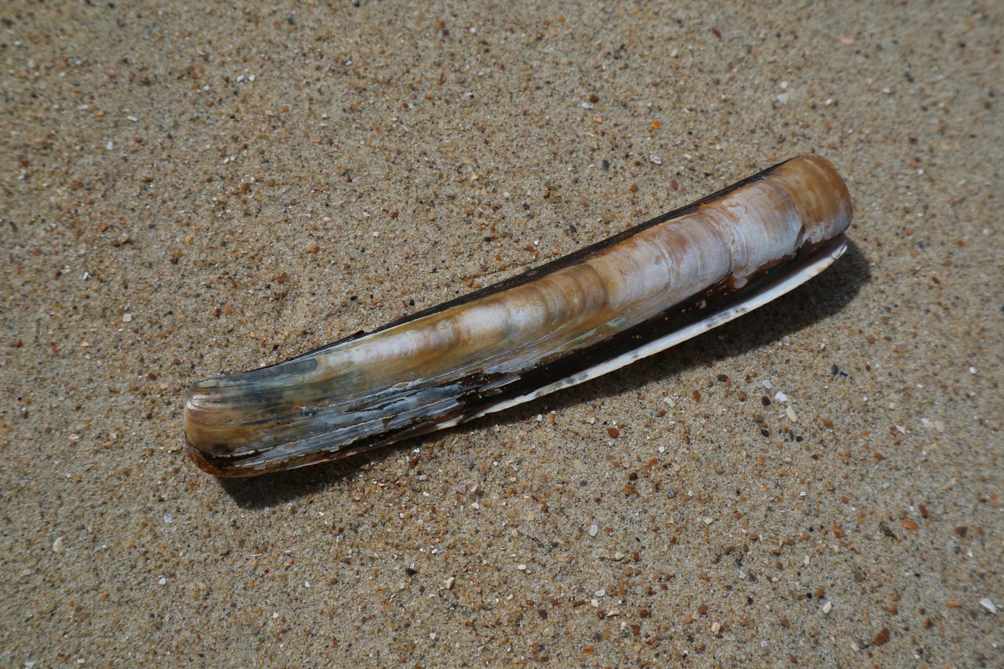 Schelpen rapen: soorten aan de Belgische kust - Heidi by the Sea