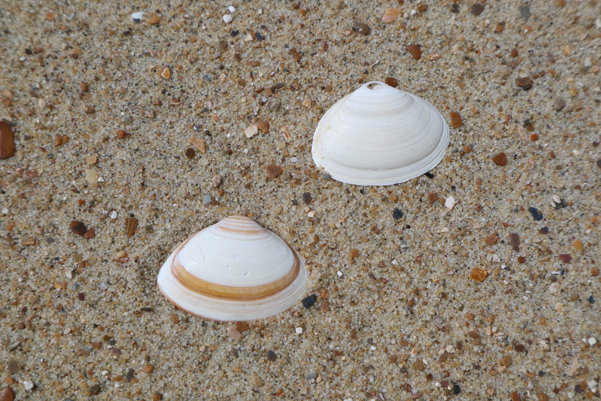Schelpen rapen: soorten aan de Belgische kust - Heidi by the Sea