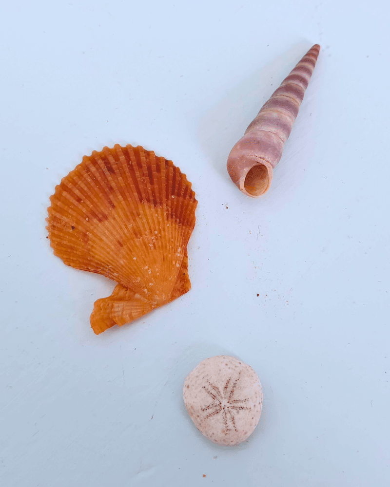 Schelpen rapen: soorten aan de Belgische kust - Heidi by the Sea