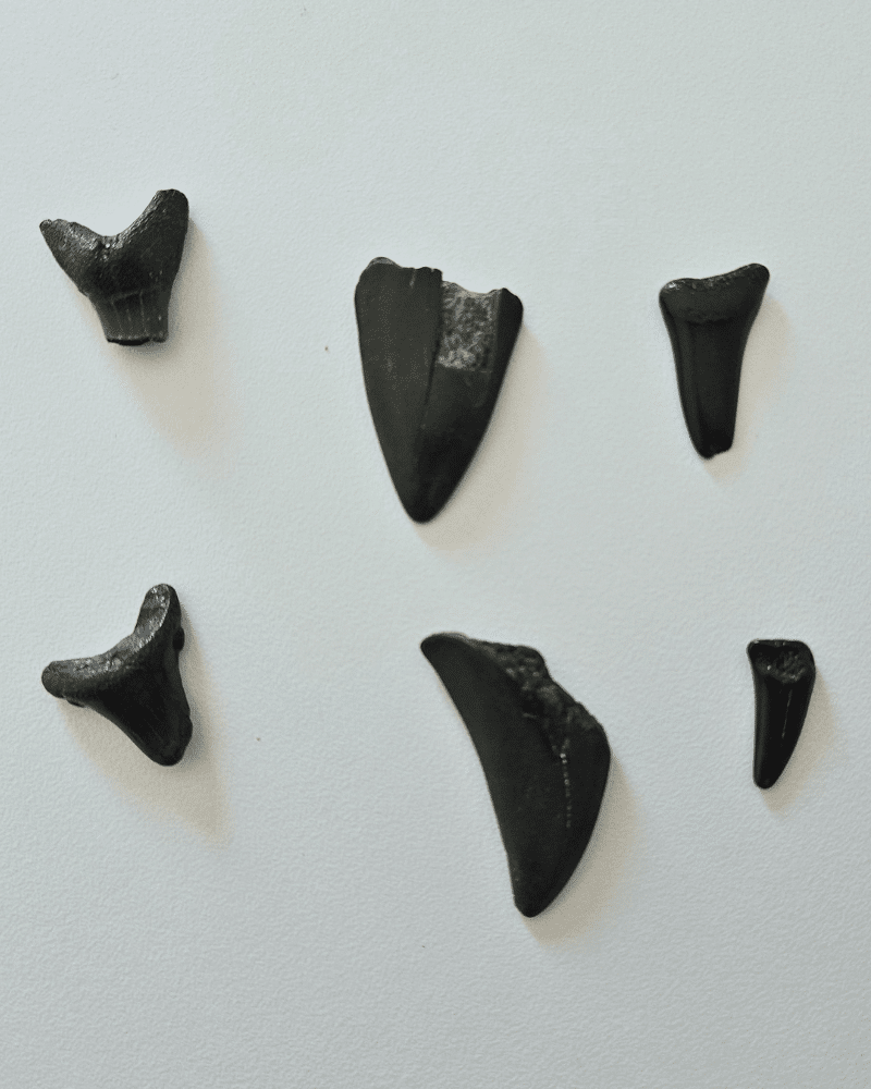 Haaientanden vinden aan de Belgische kust - Heidi by the Sea