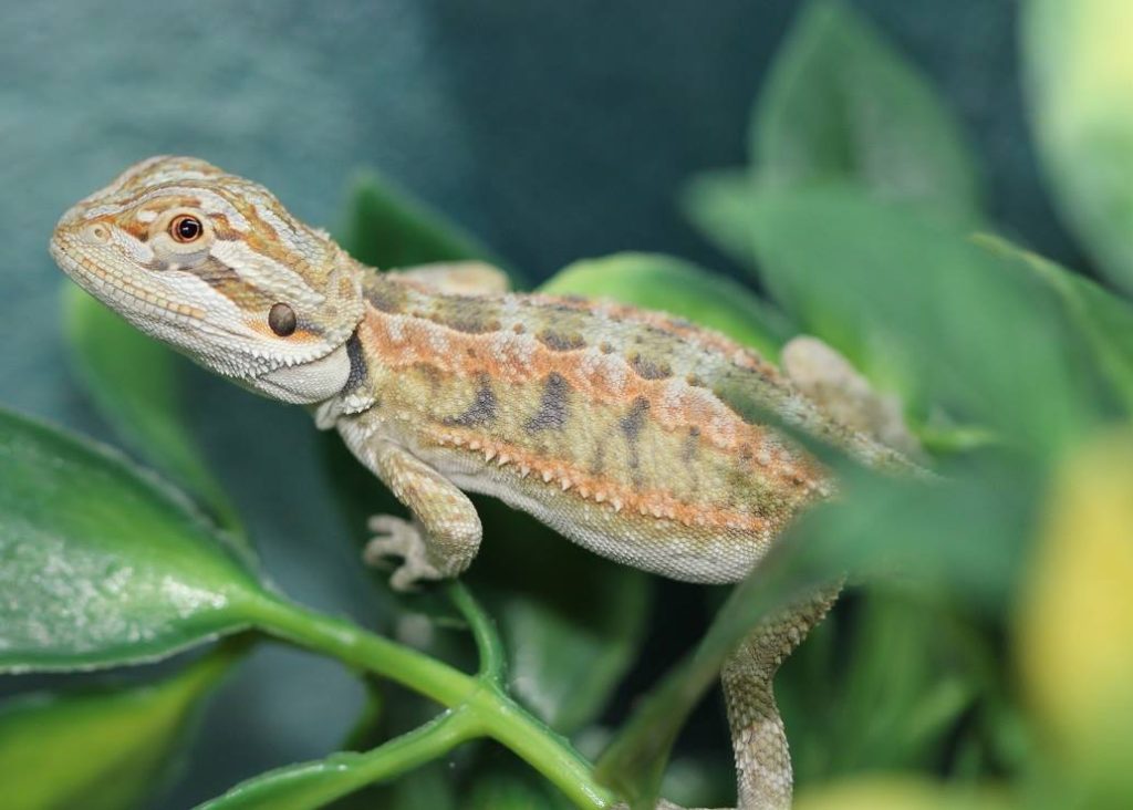 Parta-agama ja kääpiöparta-agama