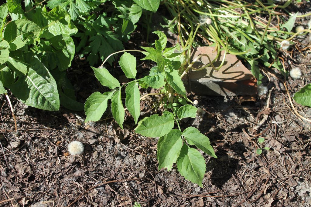 Almindelig Hyld | Historiske Planter