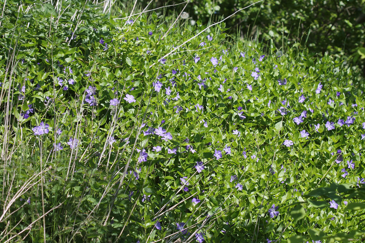 Liden singrøn copy | Historiske Planter