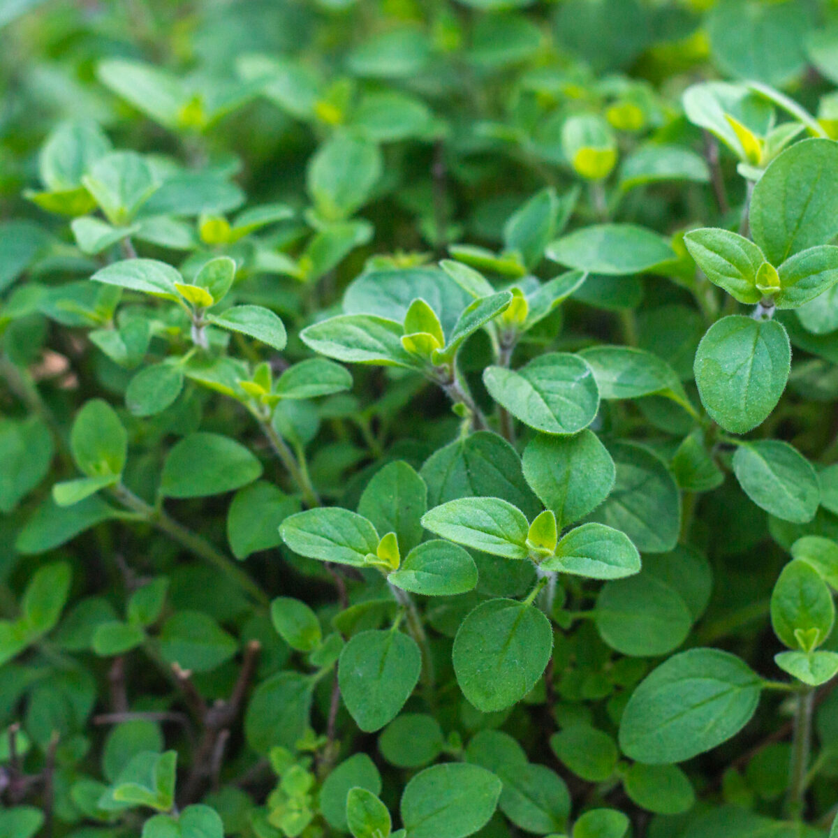 Have-Merian | Historiske Planter