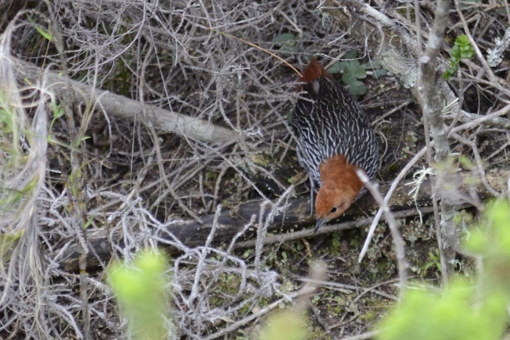 Flufftails – Holmen Birding Safaris