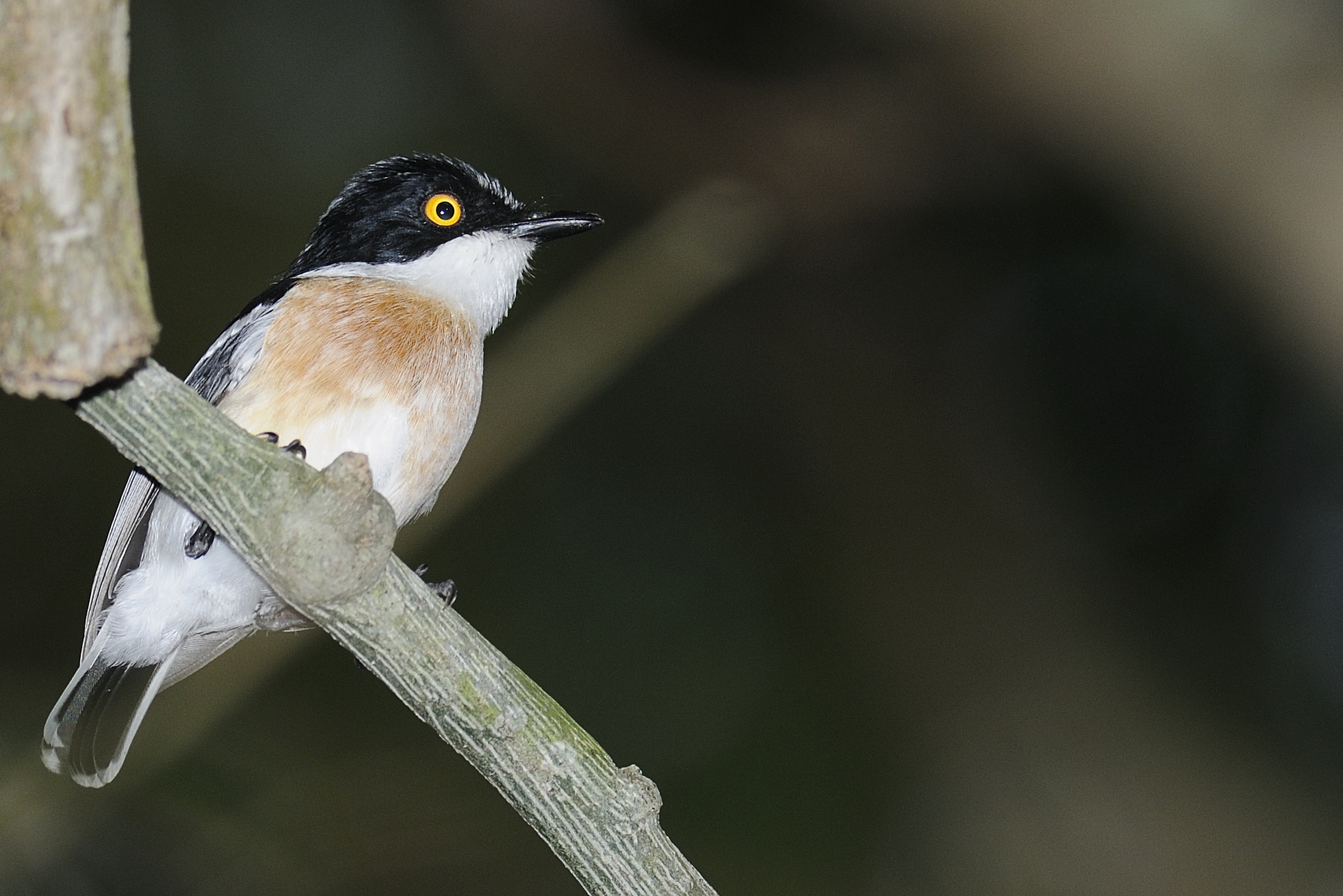 Batis – Holmen Birding Safaris
