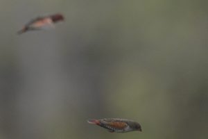 Locustfinch – Holmen Birding Safaris