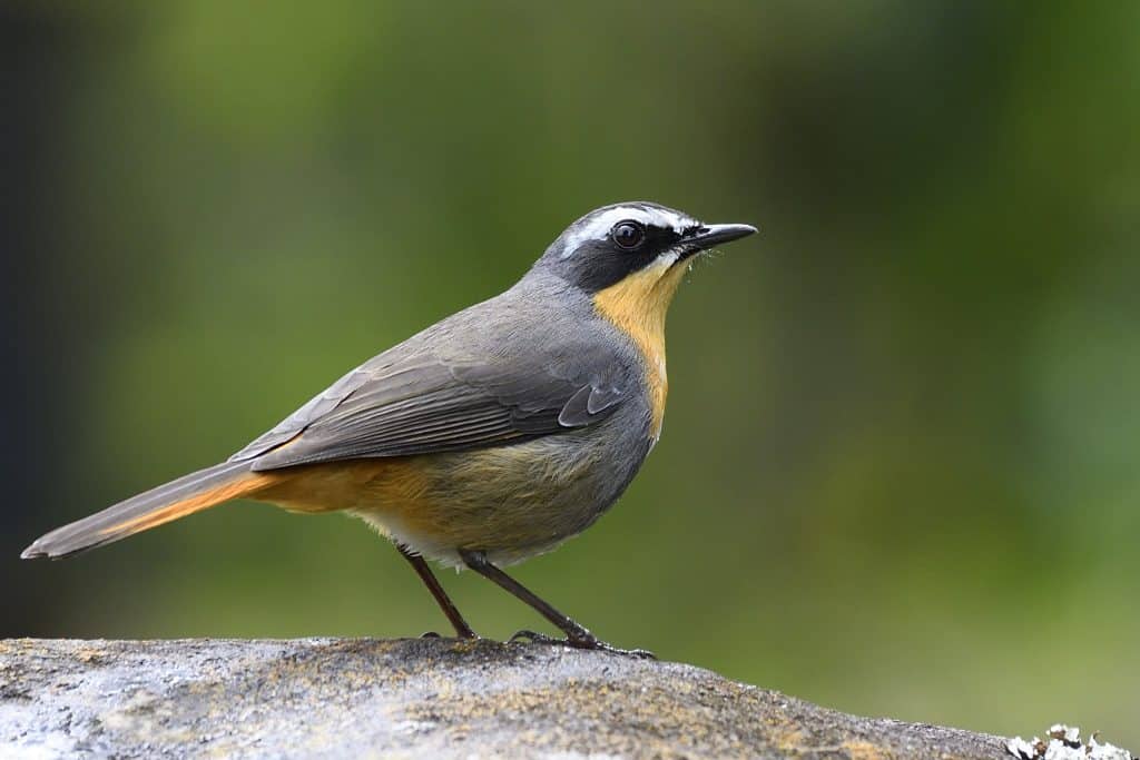 Robin-Chats – Holmen Birding Safaris