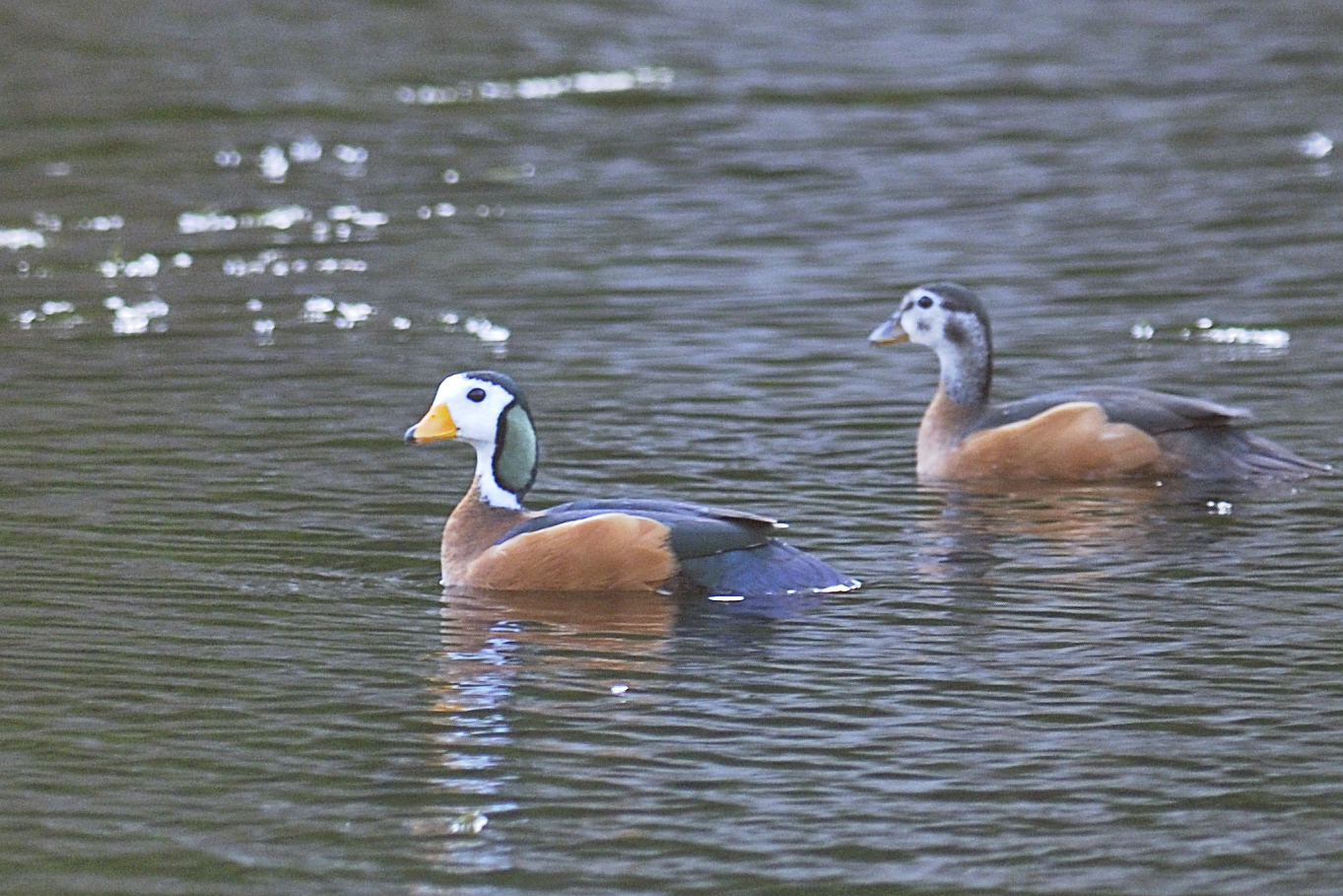African Pygmy Goose – Holmen Birding Safaris