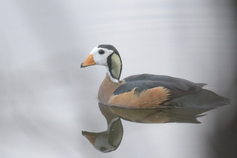 African Pygmy Goose – Holmen Birding Safaris