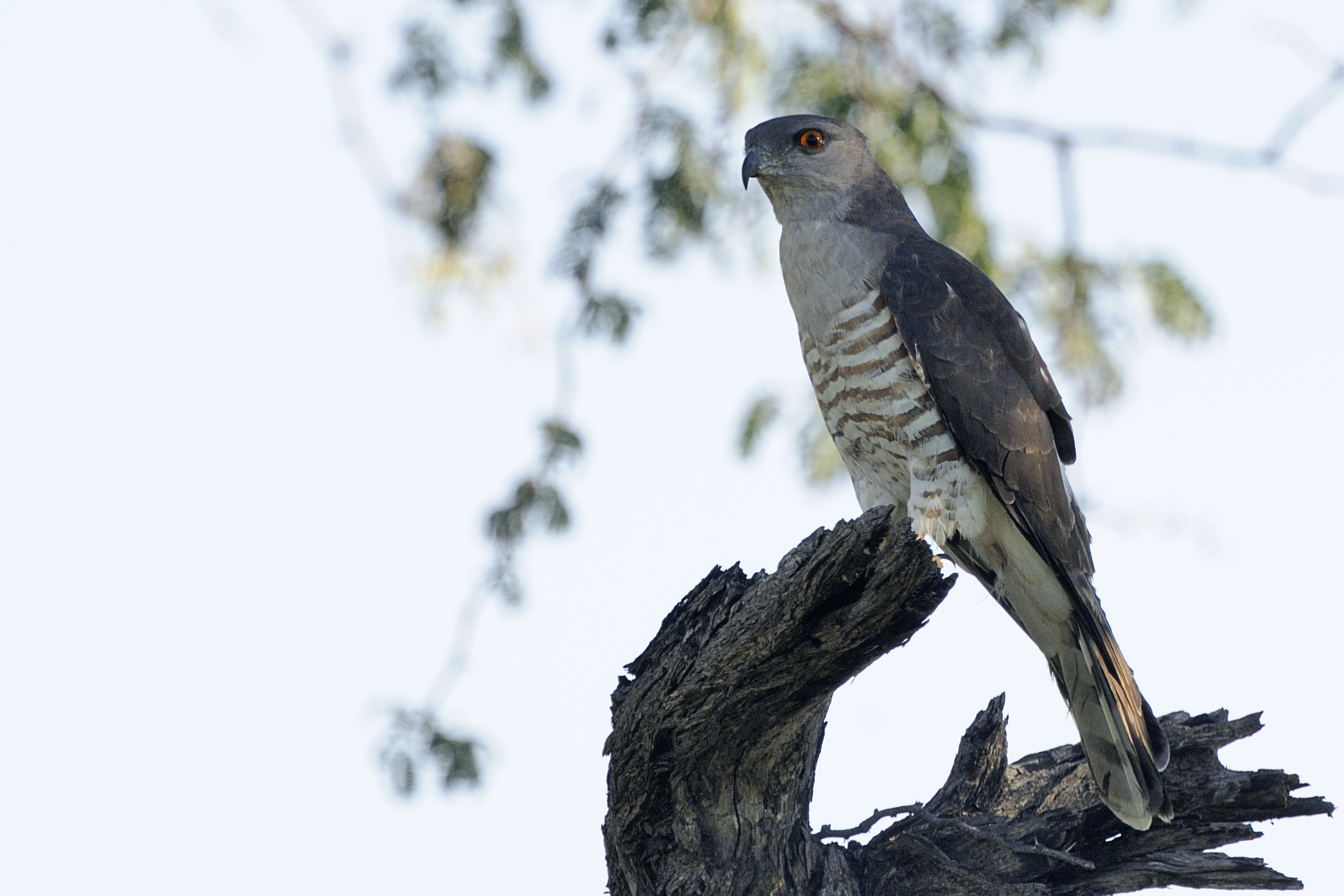 African Cuckoo-Hawk – Holmen Birding Safaris