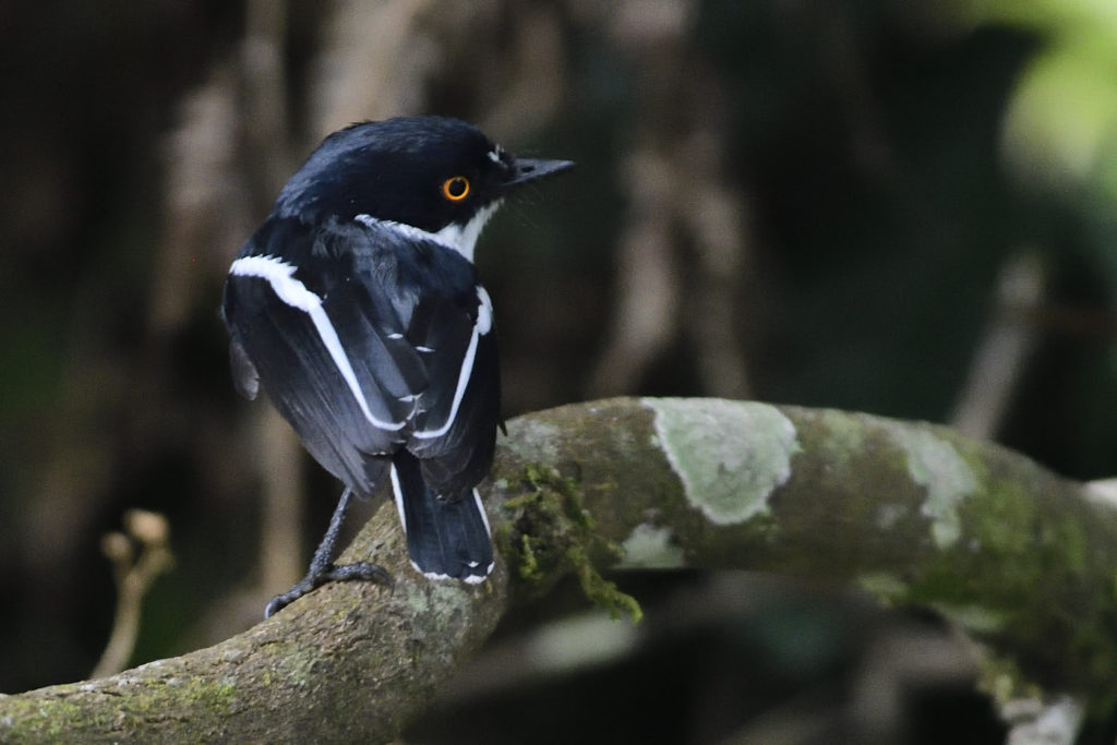 Batis – Holmen Birding Safaris