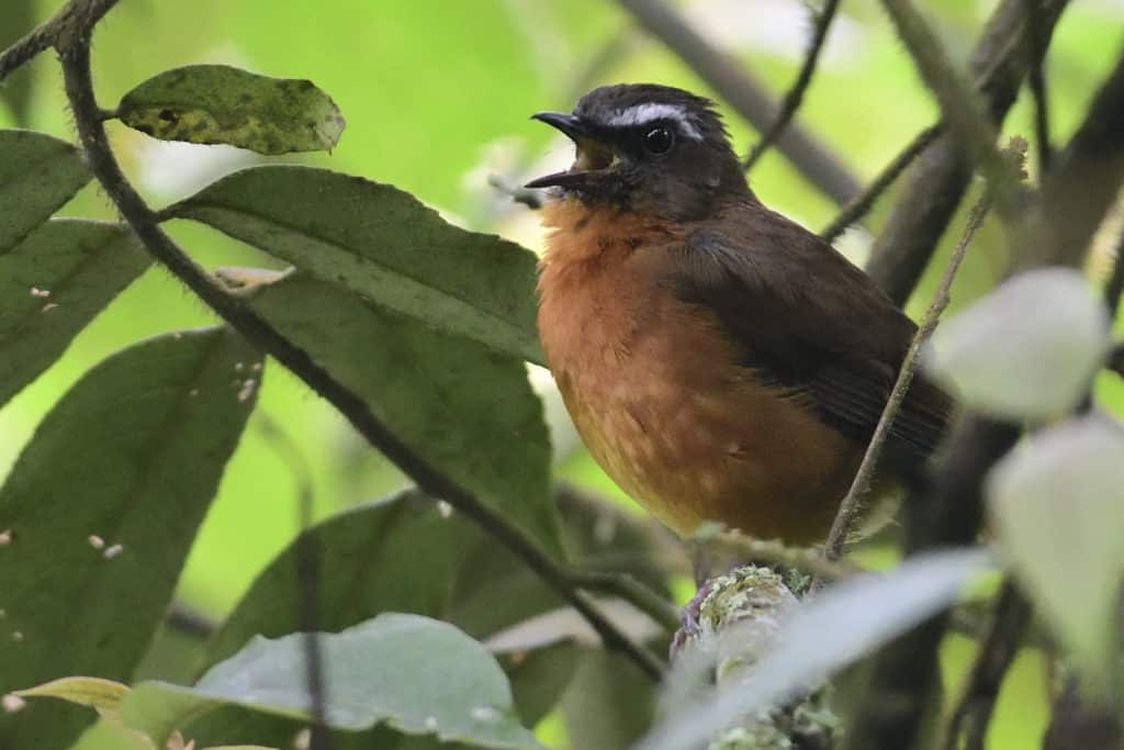 Robin-Chats – Holmen Birding Safaris