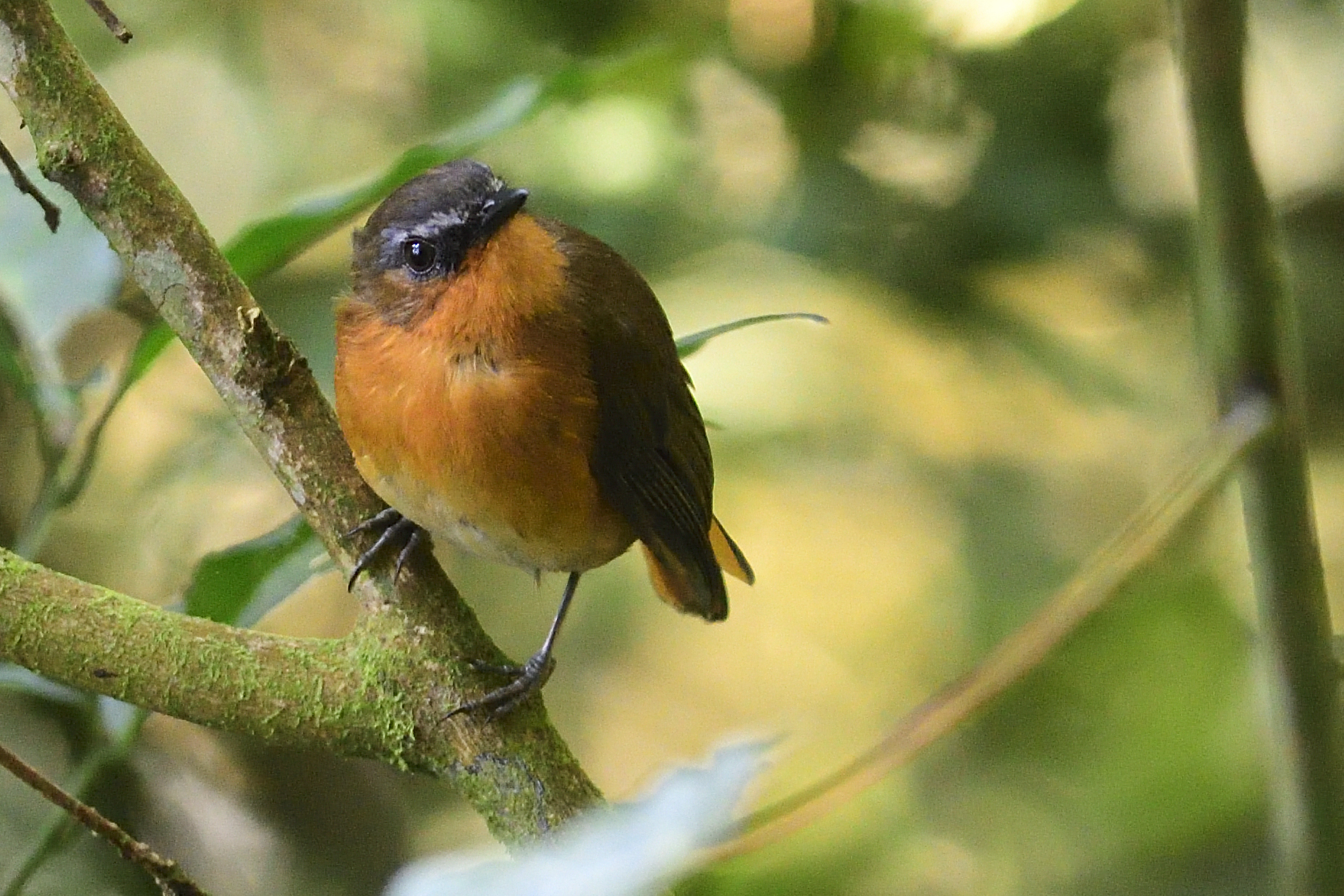 Robin-Chats – Holmen Birding Safaris