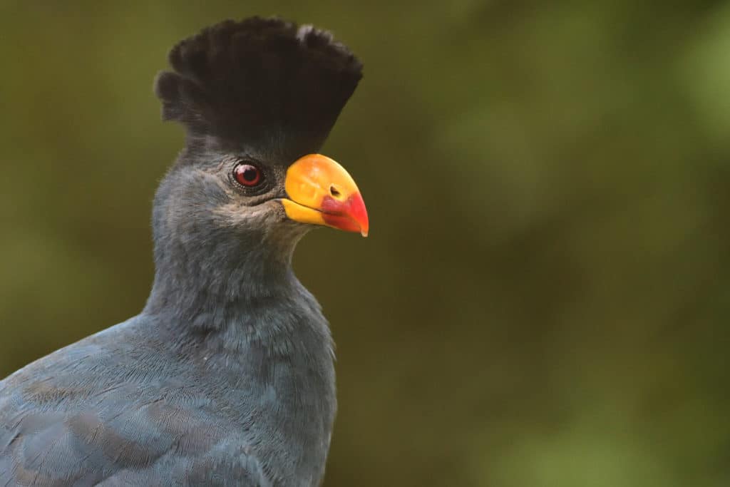 Turacos & allies – Holmen Birding Safaris