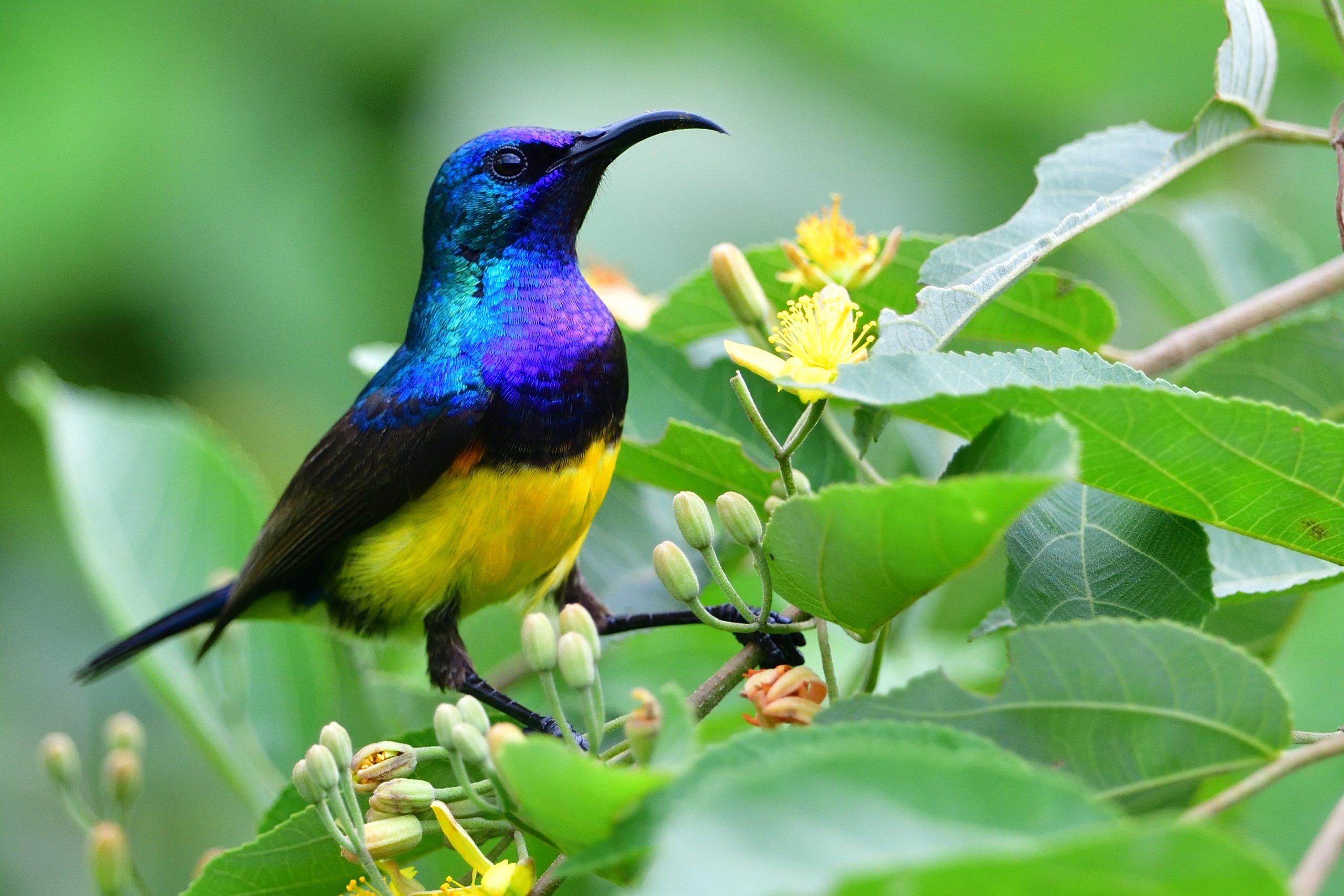 Variable Sunbird – Holmen Birding Safaris
