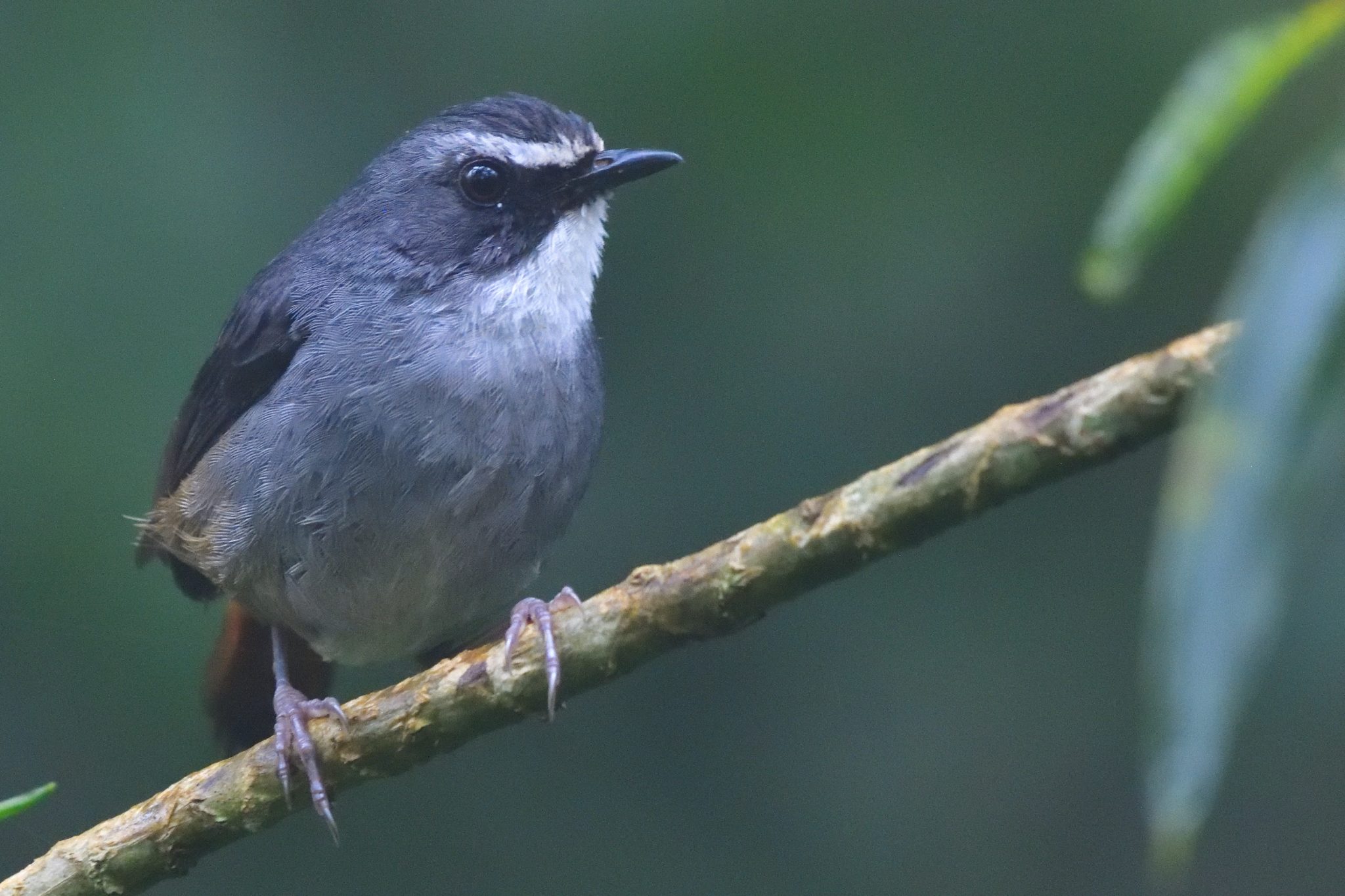 Olive-flanked Ground Robin – Holmen Birding Safaris