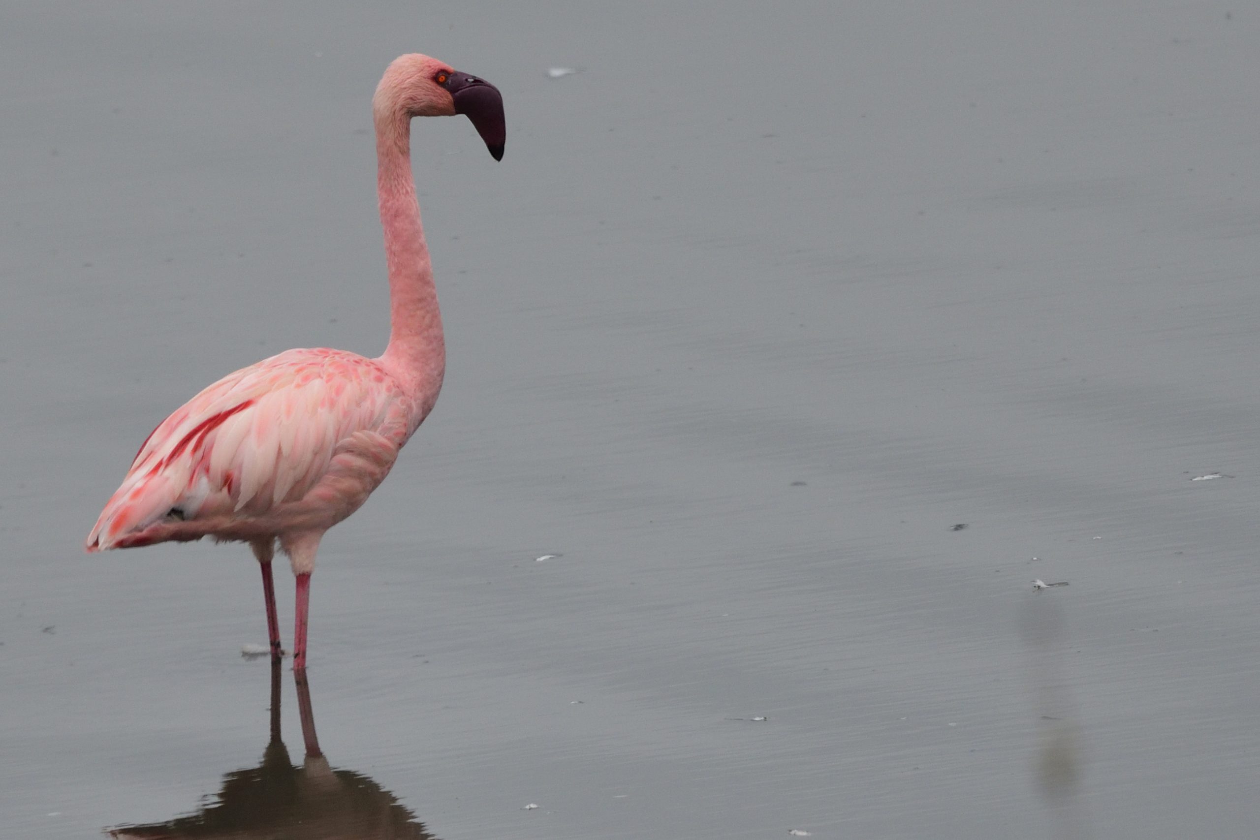 Lesser Flamingo – Holmen Birding Safaris