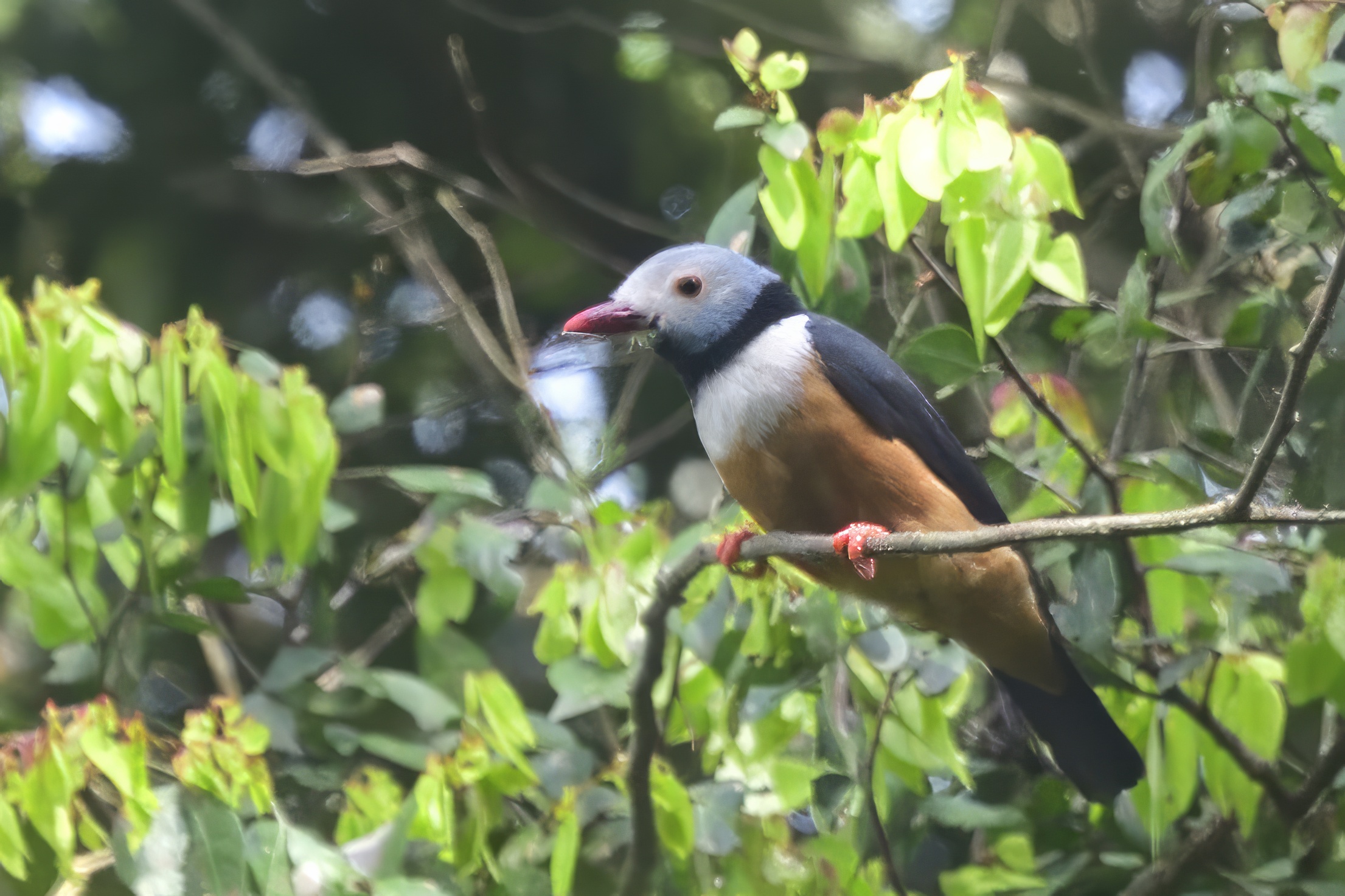 Rufous-bellied Helmetshrike – Holmen Birding Safaris