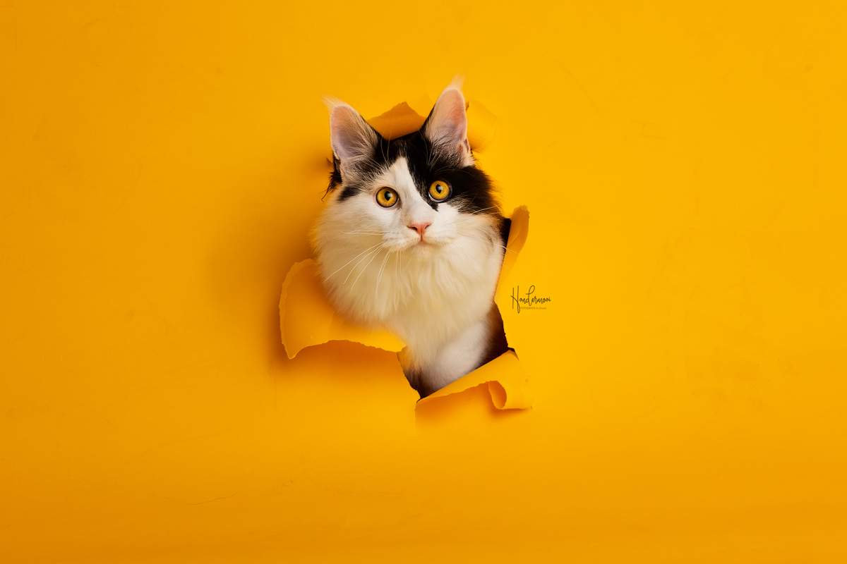 Katten studio - Hondermooi