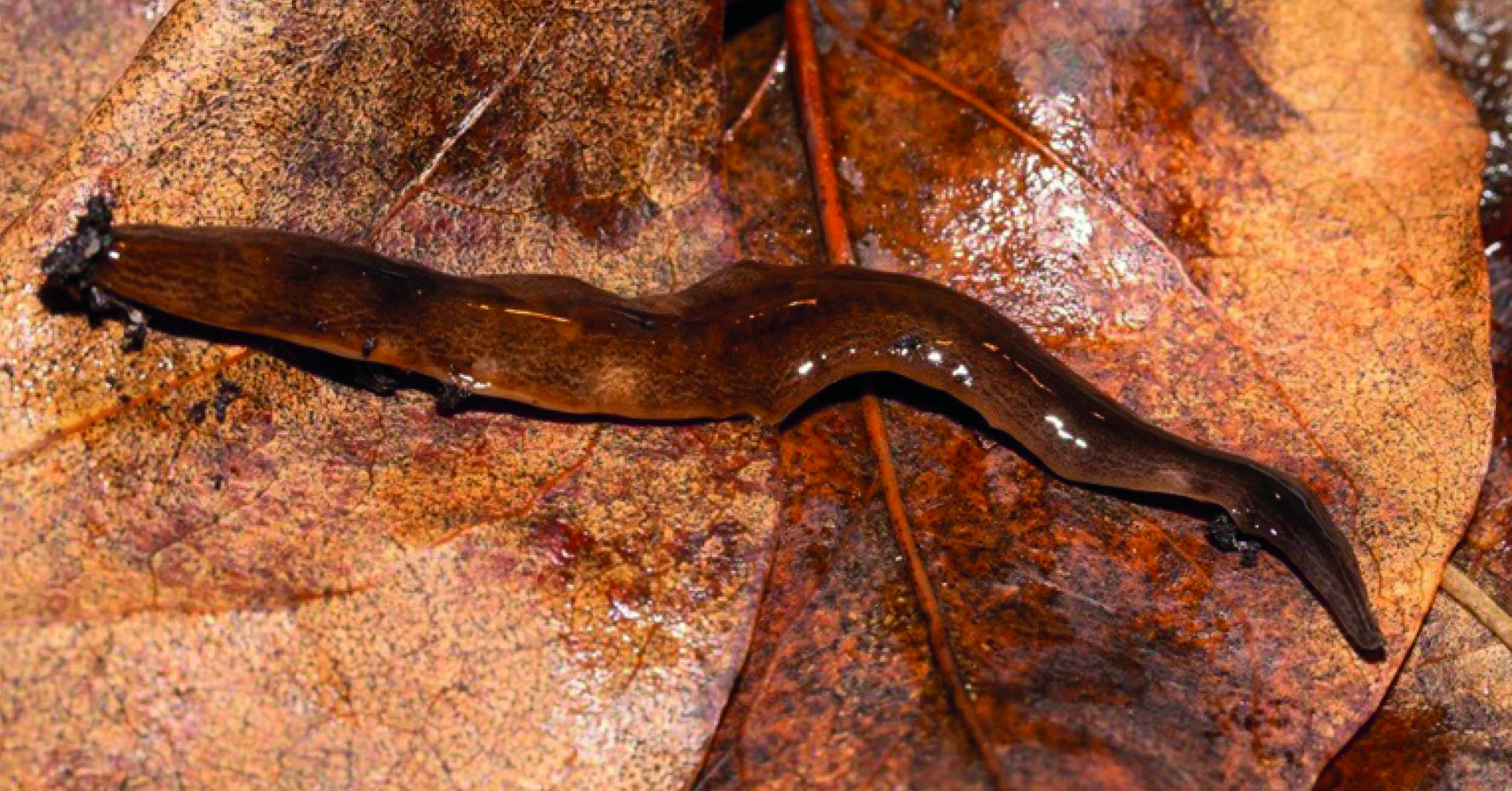 Invasiv Obama-mask måste rapporteras - Horisont magasin