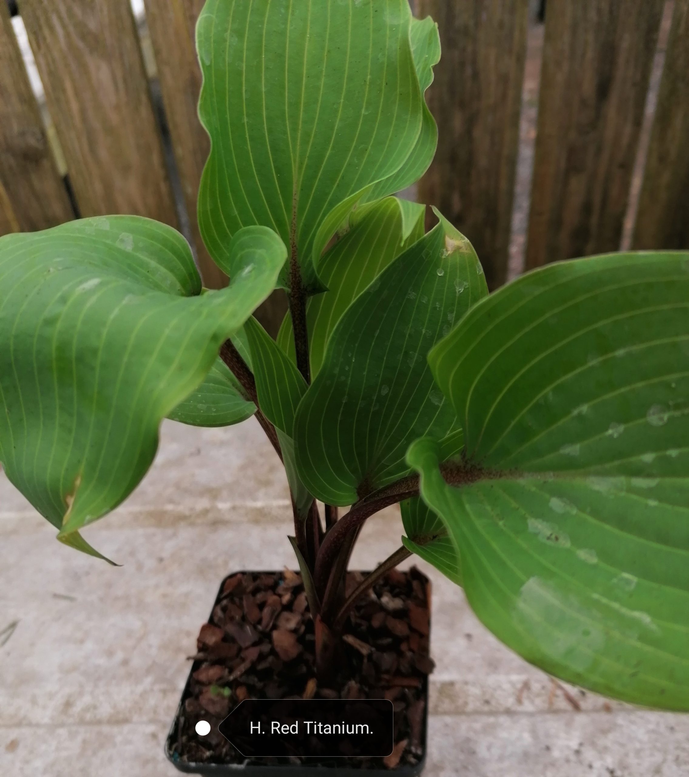 Red Titanium – Hosta Danmark