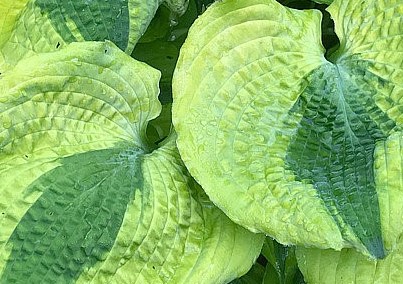 Goodness Gracius – Hosta Danmark