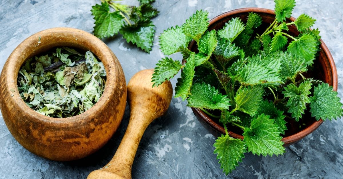 What are Indicator Plants and what can we learn from them ...