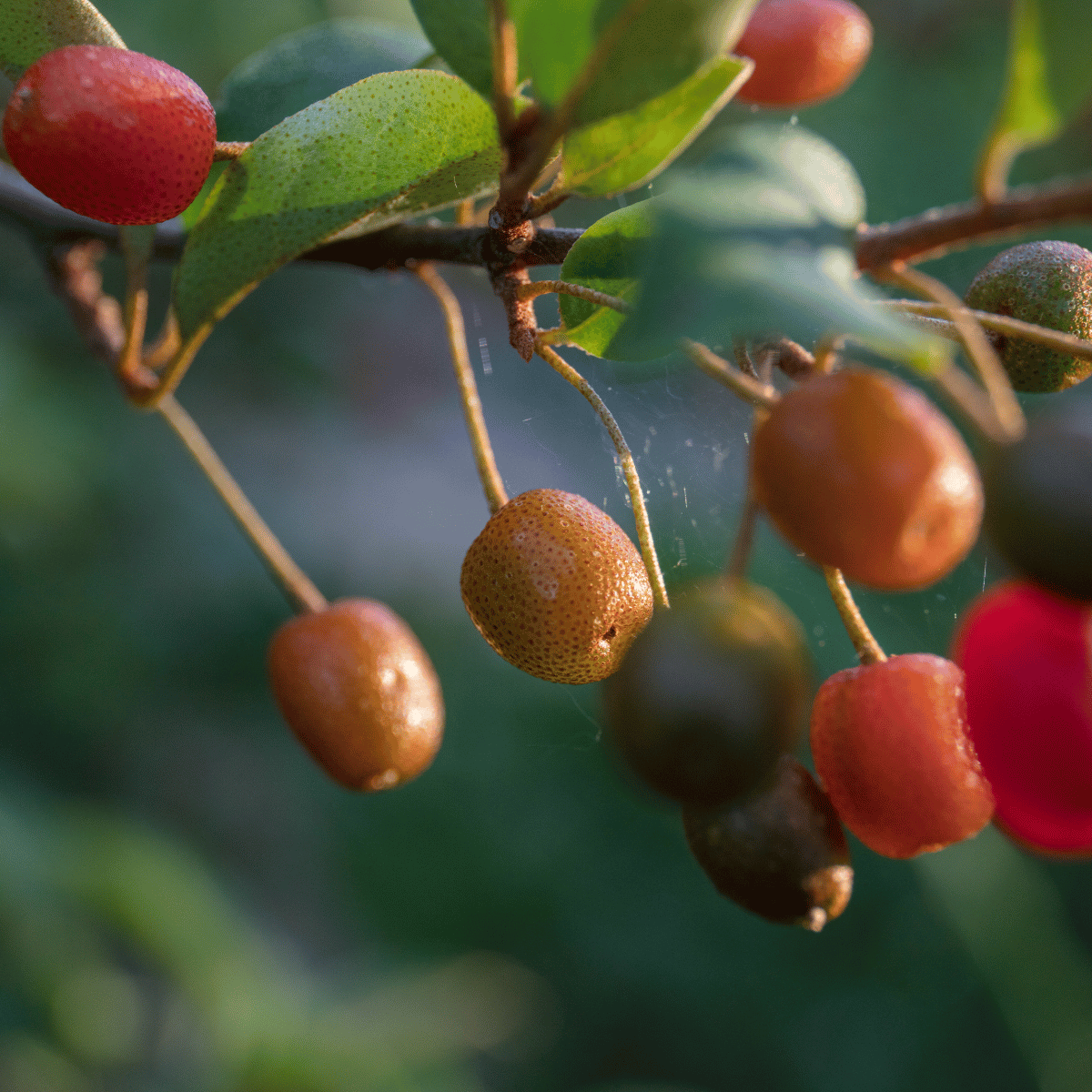 Goumi Berry: The Hardy Shrub for Your Garden | a Plant Profile