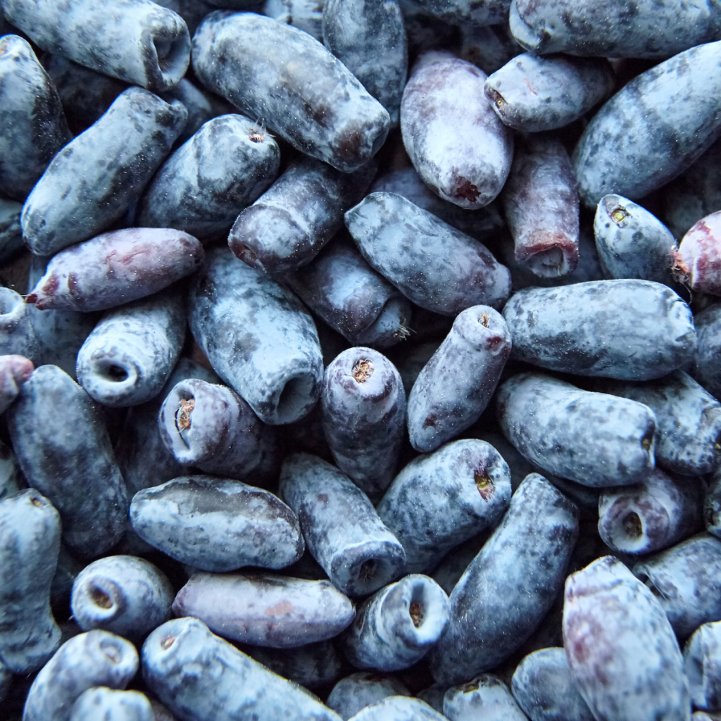 Haskap Propagation Made Easy - Hugelkultur Works