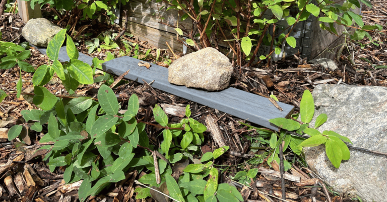 Haskap Propagation Made Easy - Hugelkultur Works