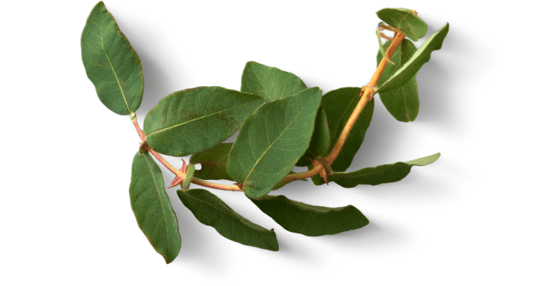 Haskap Propagation Made Easy - Hugelkultur Works