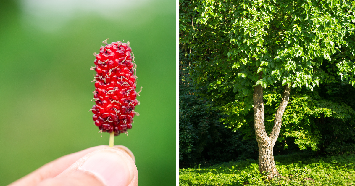 Branching Out: A Journey with Red Mulberry Trees in Scandinavian ...