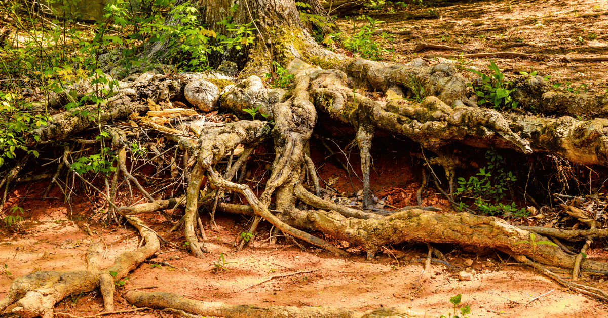 Plants for Erosion Control: Stabilizing Your Landscape