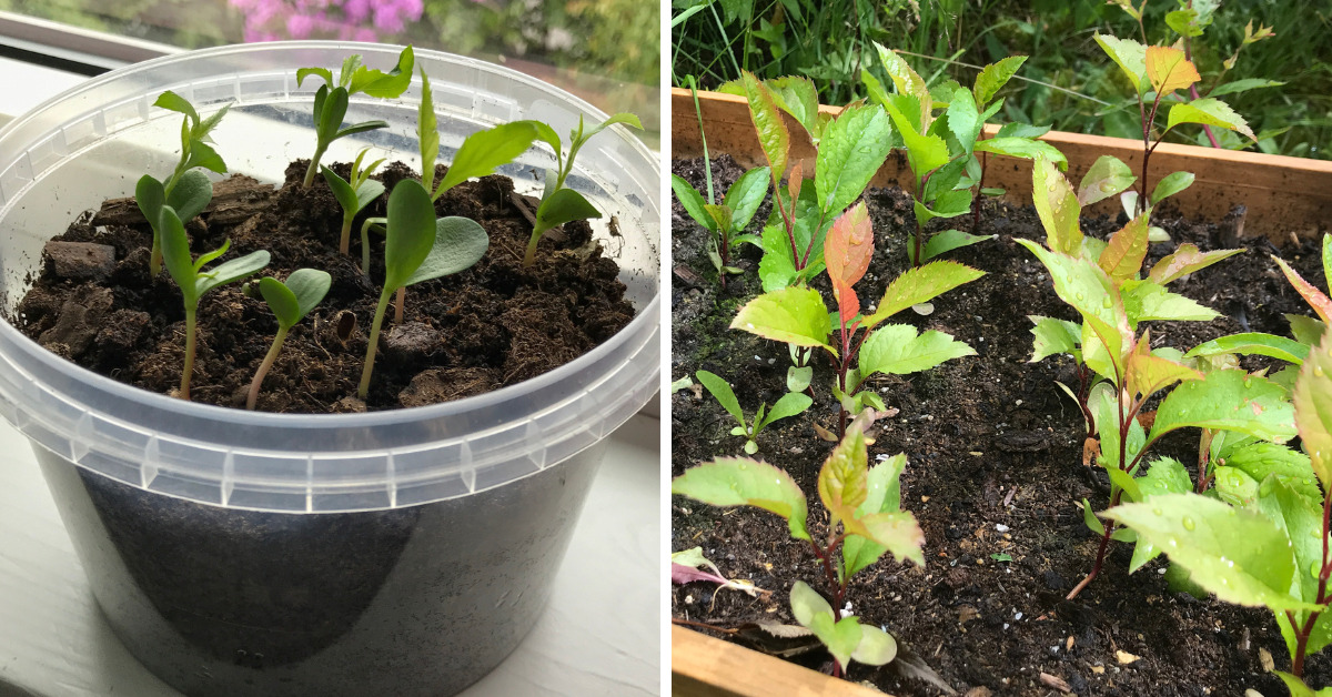Growing Apples from Seed: My Personal Experience - Hugelkultur Works