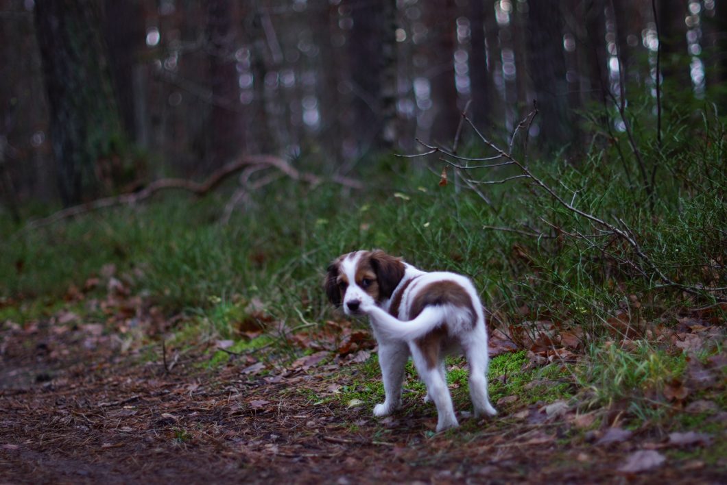 FÖRSTA TIDEN MED VALP - GUIDE & TIPS FÖR OPTIMALT MYS • HUNDTRÄNAR-LILLY
