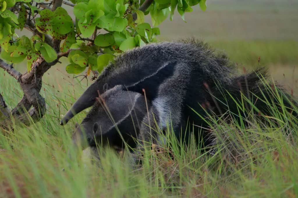 Incredible Things to do in the Guyana Rupununi Savannah - Intrepid Escape