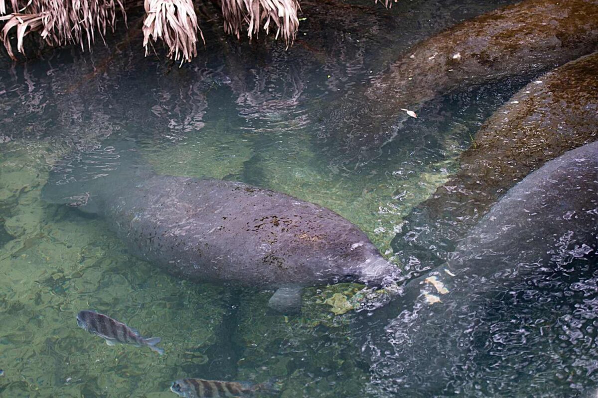 Crystal River Swim With Manatees: Complete Guide 2024