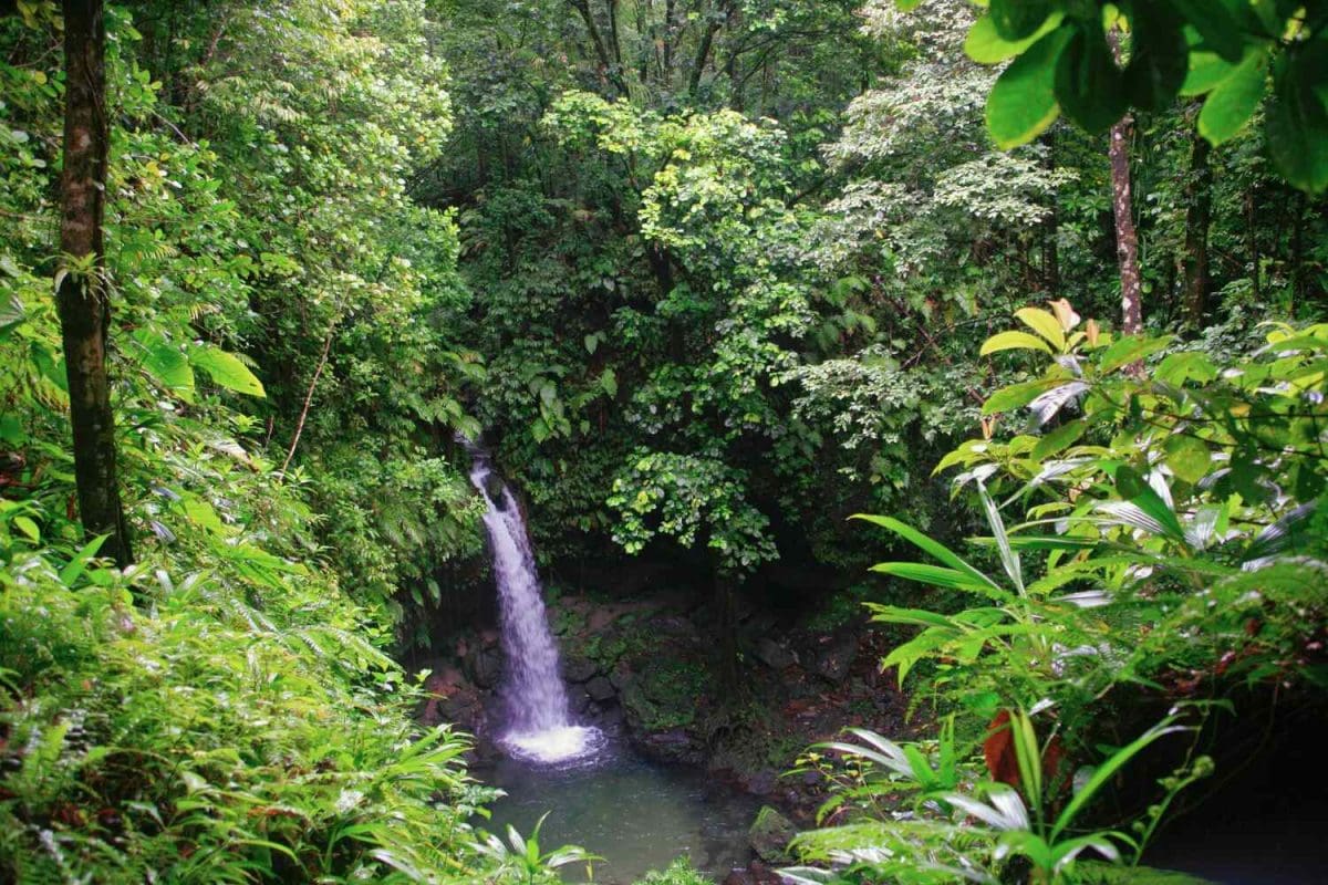 10 Stunning Dominica Waterfalls to See in 2025